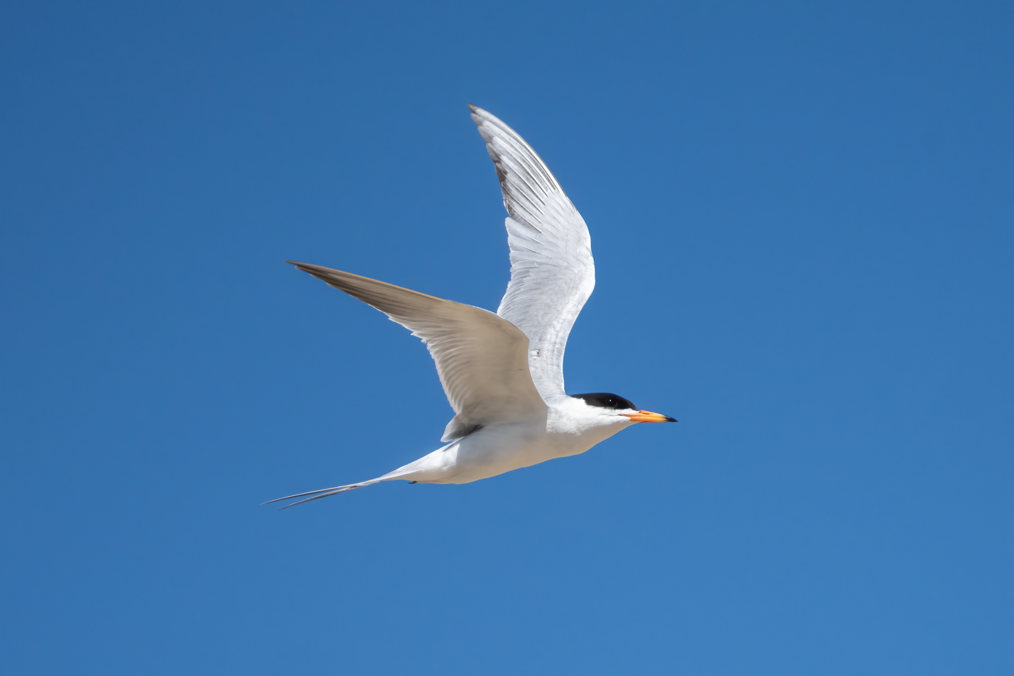 Gulls, Terns, and Skimmers – Wildlife & Astronomy Collection